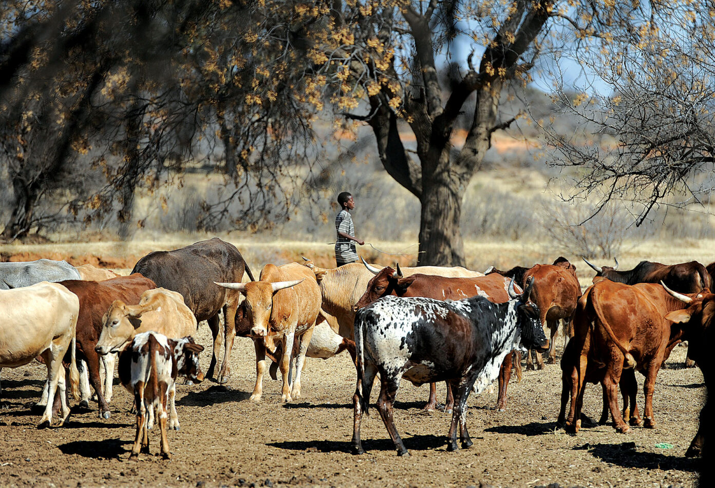 SA Leads Countries Importing Botswana s Live Cattle Sunday Standard SA Leads Countries Importing Botswana s Live Cattle Sunday Standard